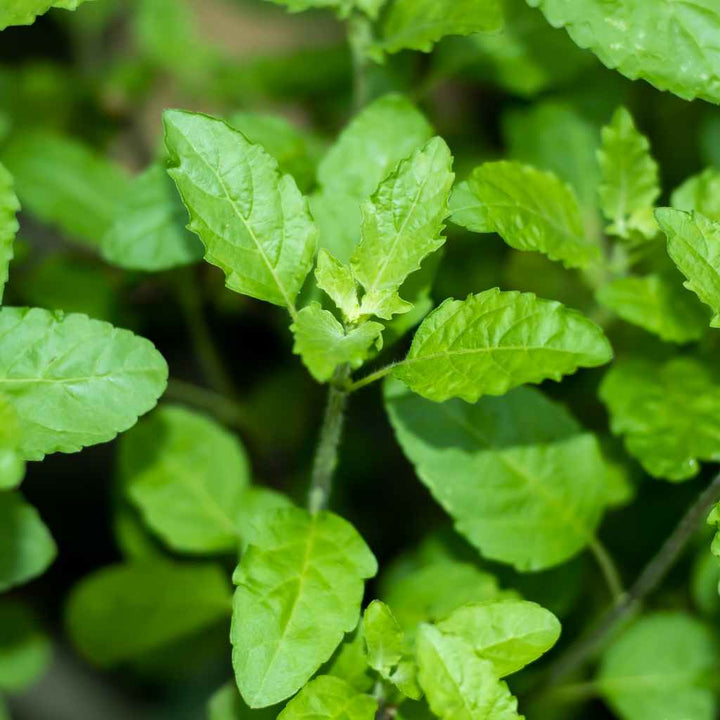 Nature in a bottle: Targeted natural stress relief – HUA Wellness